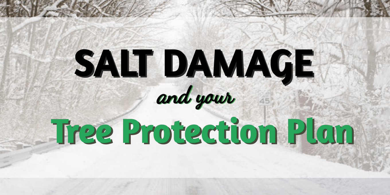 Salt Damage and Your Tree Protection Plan - Brockley Tree Service