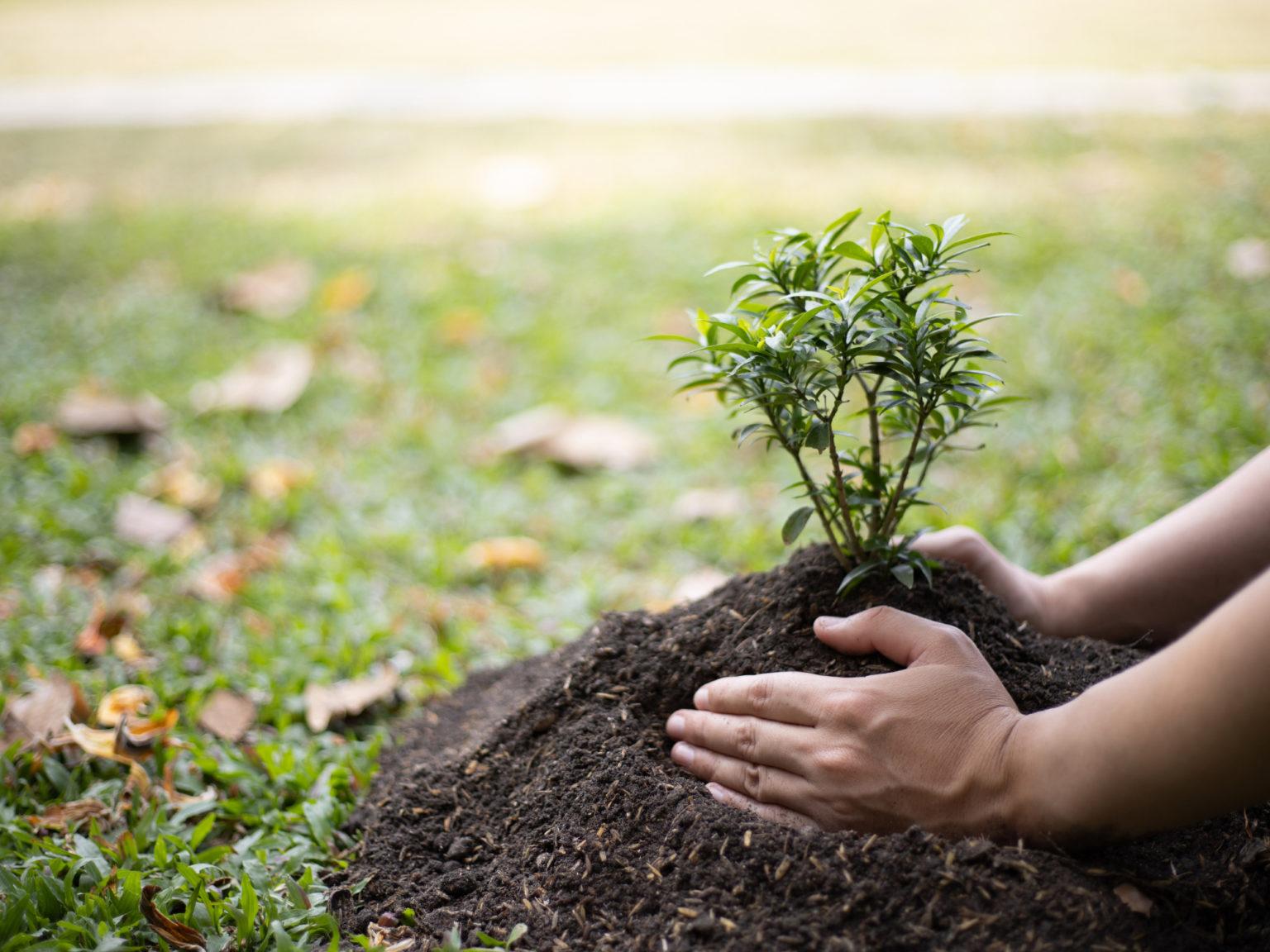 How To Determine How Far Away From The House To Plant New Trees ...