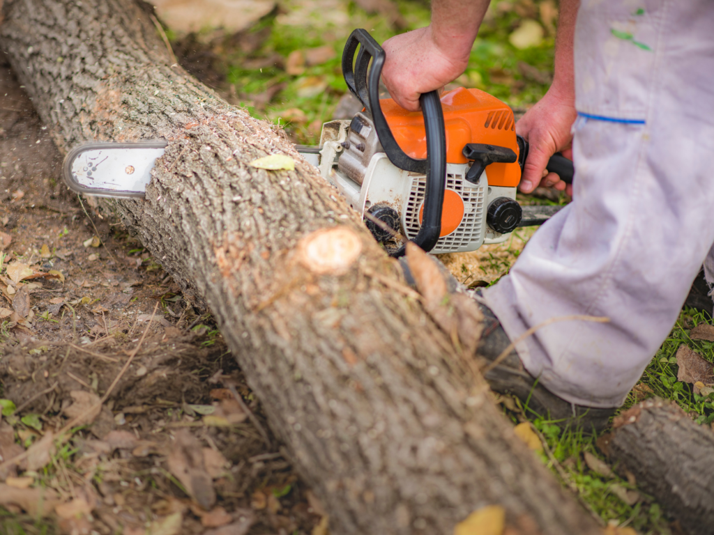 How To Know When A Tree Needs To Be Cut Down | Brockley Tree